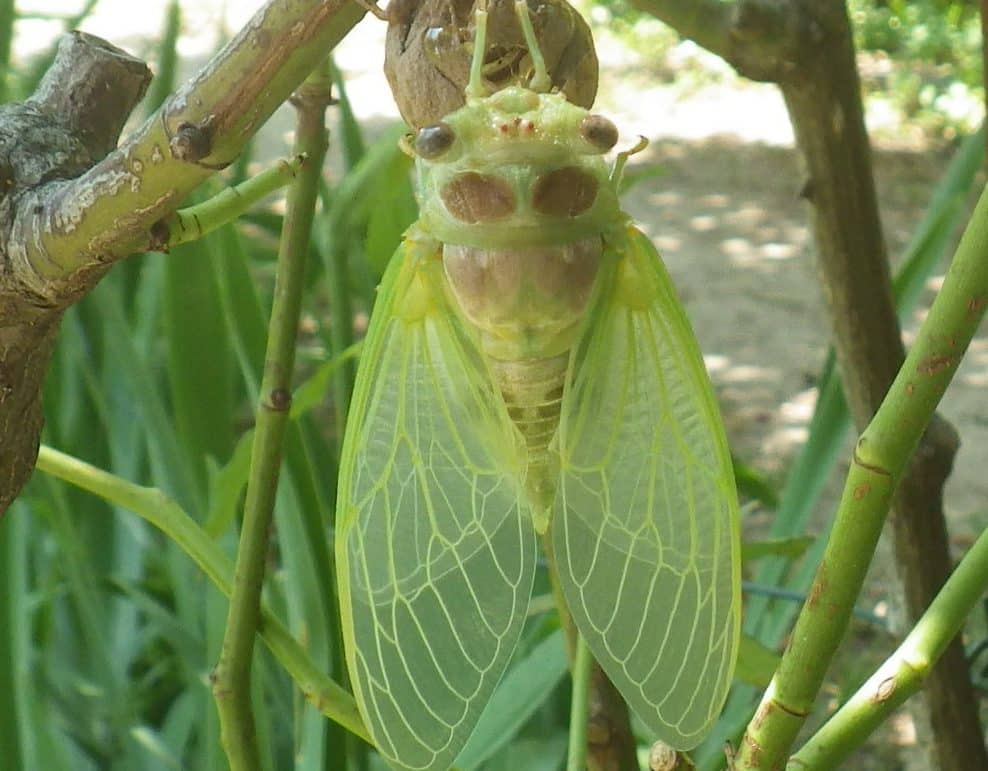 Tout savoir sur les cigales